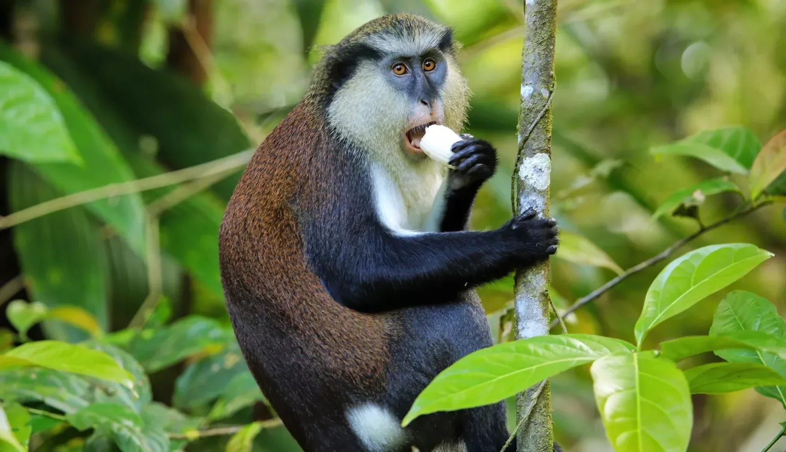 Grenada Attractions