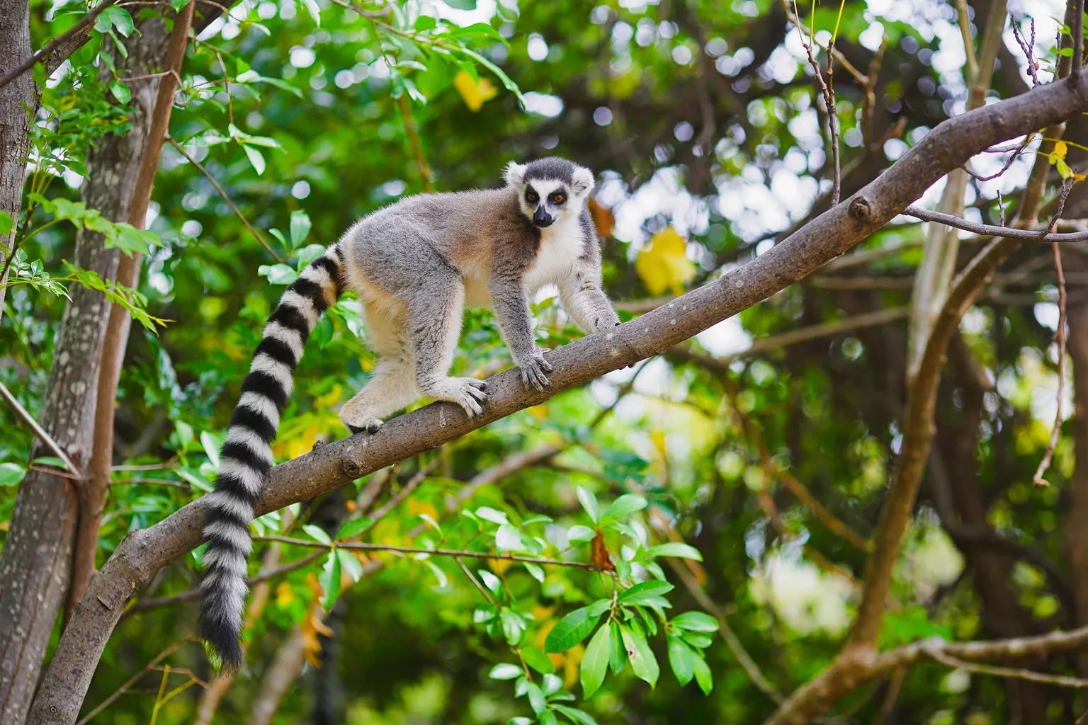 Madagascar Travel Guide | Outlook Travel Magazine Madagascar Travel Guide | Outlook Travel Magazine