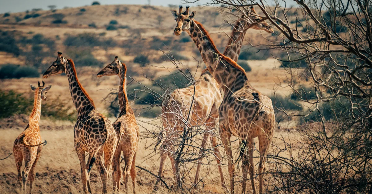 Namibia : Outlook Recommends | Outlook Travel Magazine