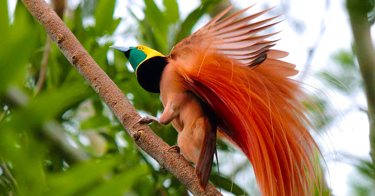 Papua New Guinea : Tourism Insights | Outlook Travel Magazine