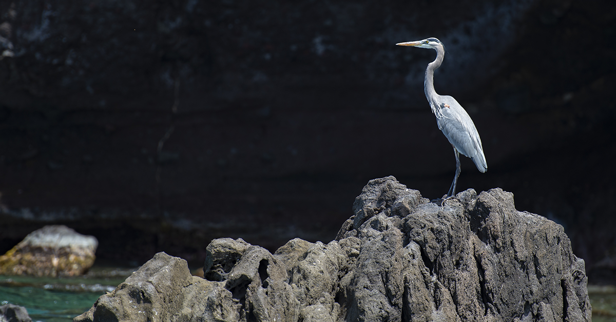 St Vincent and the Grenadines : Birdwatching In Focus | Outlook Travel ...