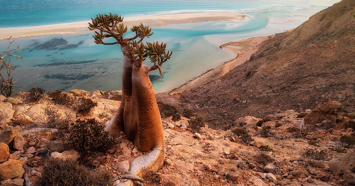Socotra Island : The Last Stop | Outlook Travel Magazine
