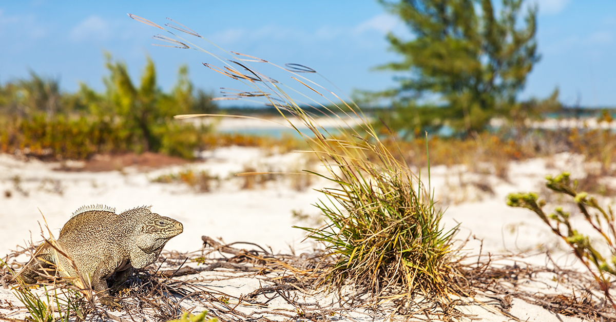 Turks and Caicos Islands : Outlook Recommends | Outlook Travel Magazine